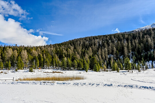 Arvenholz Bilder – Durchsuchen 1,031 Archivfotos, Vektorgrafiken und ...