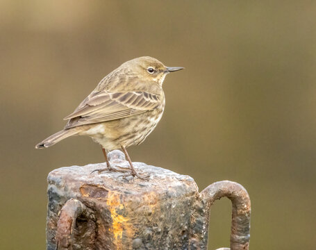 Titlark bilder – Bläddra bland 7,307 stockfoton, vektorer och videor ...
