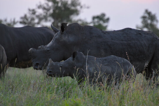 รูปภาพRino – เลือกดูภาพถ่ายสต็อก เวกเตอร์ และวิดีโอ2,778 | Adobe Stock