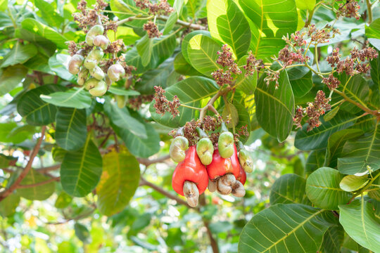 Anacardium bilder – Bläddra bland 3,374 stockfoton, vektorer och videor ...