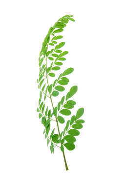 Kanikkonna Bilder – Durchsuchen 10,570 Archivfotos, Vektorgrafiken und ...