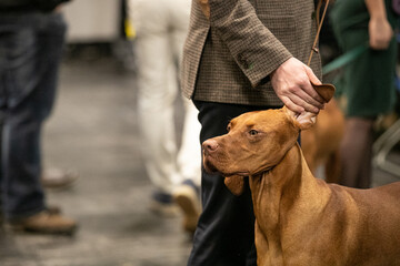 20+ Free Crufts Images | Free HD Downloads - Pikwizard