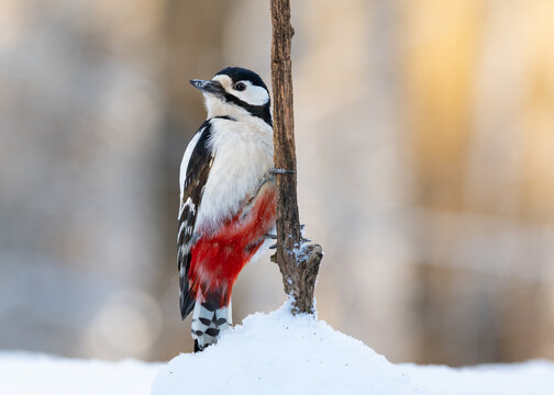 alex_bor photos, images, assets | Adobe Stock