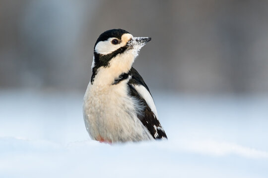 alex_bor photos, images, assets | Adobe Stock