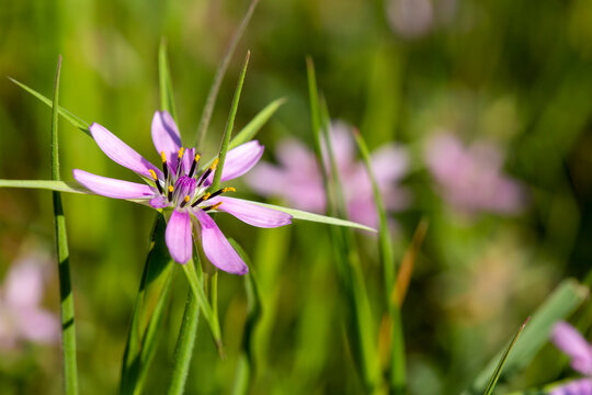 Salsifies bilder – Bläddra bland 2,410 stockfoton, vektorer och videor ...