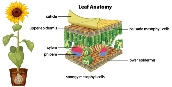 รูปภาพPhotosynthesize – เลือกดูภาพถ่ายสต็อก เวกเตอร์ และวิดีโอ756 ...