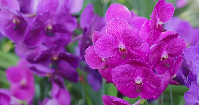 "Vanda Orchid" Images – Browse 398 Stock Photos, Vectors, and Video ...