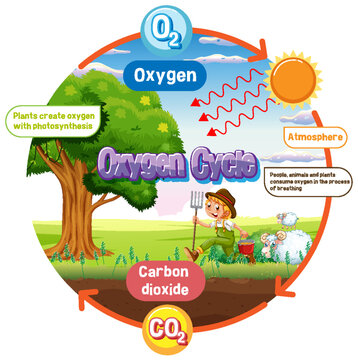 Diagram Of The Oxygen Cycle