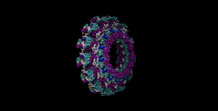 Mumps Virus Model