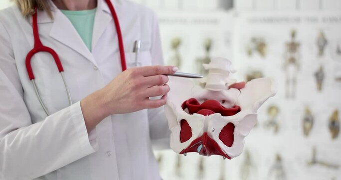 Symphyse Bilder – Durchsuchen 213 Archivfotos, Vektorgrafiken und ...