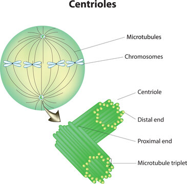 Centriole In Animal Cell