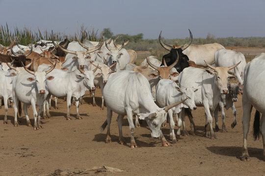 Indicine Imagens – Procure 67 fotos, vetores e vídeos | Adobe Stock