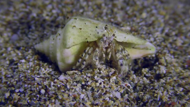 "Cone Snail" Images – Browse 2,076 Stock Photos, Vectors, and Video ...