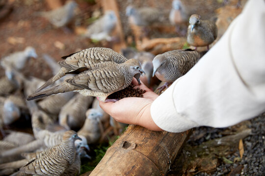รูปภาพKurokutok – เลือกดูภาพถ่ายสต็อก เวกเตอร์ และวิดีโอ1,546 | Adobe Stock