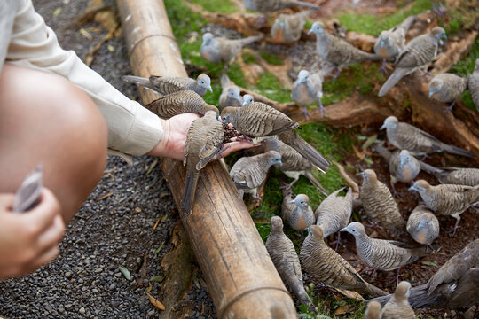 รูปภาพKurokutok – เลือกดูภาพถ่ายสต็อก เวกเตอร์ และวิดีโอ1,546 | Adobe Stock