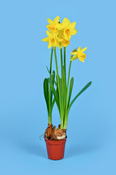 "Tete A Tete" Images – Browse 643 Stock Photos, Vectors, and Video ...