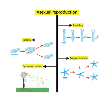 Asexual Fragmentation Diagram