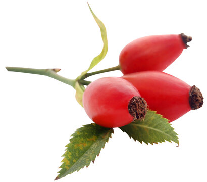 Roseberry-Bilder: Stock-Fotos & -Videos. | Adobe Stock