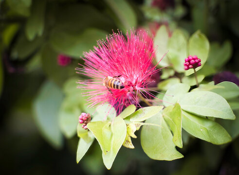 Powder-Puff Images – Browse 213 Stock Photos, Vectors, and Video ...