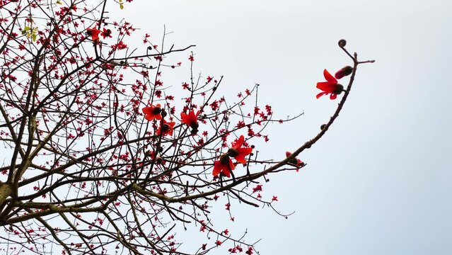 "Cotton Tree" Images – Browse 384 Stock Photos, Vectors, and Video ...