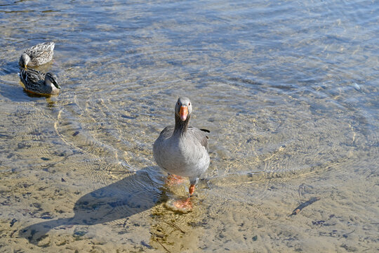 "Duck Walking" Images – Browse 5,303 Stock Photos, Vectors, and Video ...