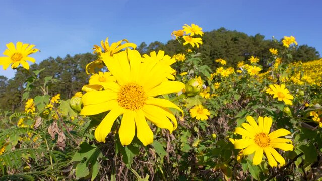 "Tree Marigold" Images – Browse 3,405 Stock Photos, Vectors, and Video ...