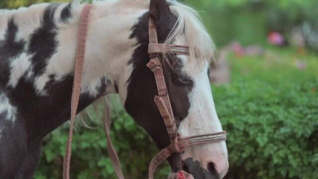 Pintabian Images – Browse 22 Stock Photos, Vectors, and Video | Adobe Stock