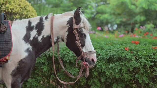 Pintabian Images – Browse 22 Stock Photos, Vectors, and Video | Adobe Stock