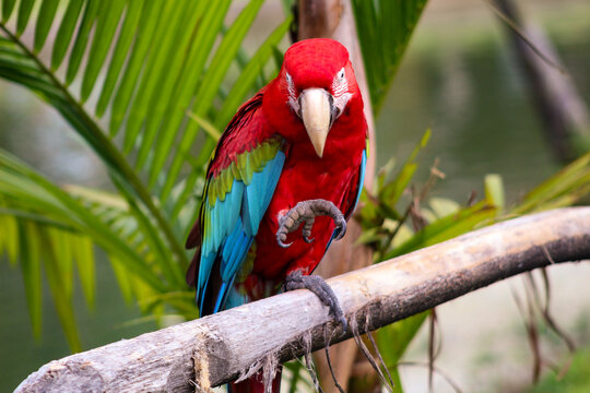 Rubicundo Images – Browse 55 Stock Photos, Vectors, and Video | Adobe Stock
