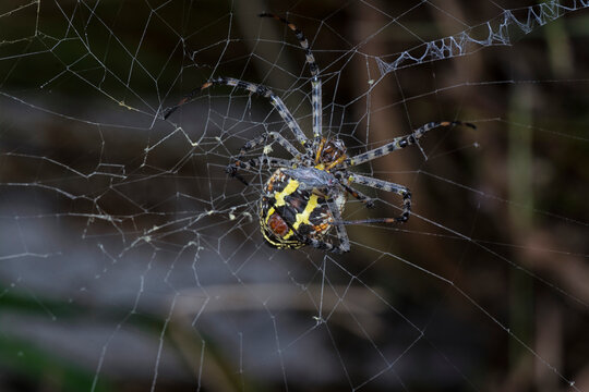 "Corn Spider" Bilder – Durchsuchen 816 Archivfotos, Vektorgrafiken und ...