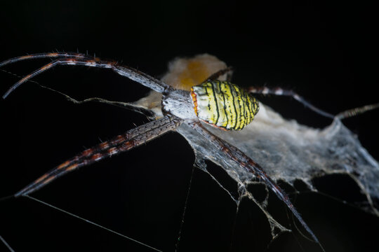 "Corn Spider" Bilder – Durchsuchen 816 Archivfotos, Vektorgrafiken und ...