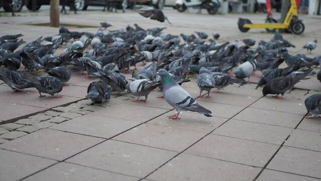 "Feeding Pigeon" Images – Parcourir 178 le catalogue de photos ...