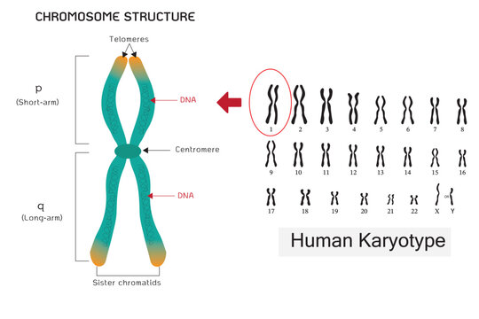 รูปภาพKaryotype – เลือกดูภาพถ่ายสต็อก เวกเตอร์ และวิดีโอ2,284 | Adobe Stock