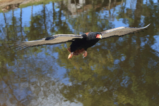 "Zimbabwe Bird" Billeder – Gennemse 122 stockfotos, vektorer og videoer ...