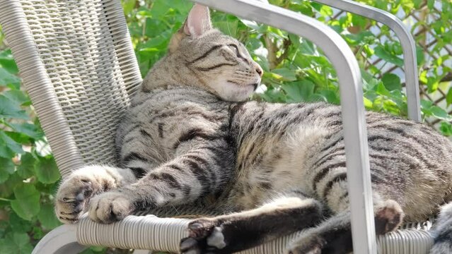 Katzensprache Bilder – Durchsuchen 5,821 Archivfotos, Vektorgrafiken ...