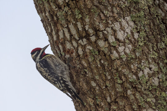 "Yellow-Bellied Sapsucker" Images – Browse 419 Stock Photos, Vectors ...