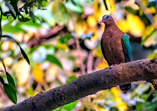 "Green Dove" Bilder – Durchsuchen 739 Archivfotos, Vektorgrafiken und ...