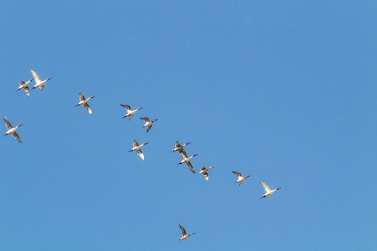 "Flocking Behavior" Bilder – Durchsuchen 441,506 Archivfotos ...