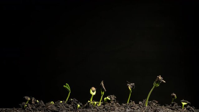"Watermelon Tree" Images – Browse 169 Stock Photos, Vectors, and Video ...