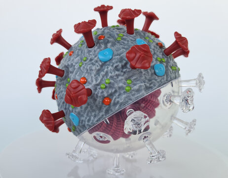 "Microscopic Anatomy" Images – Browse 66 Stock Photos, Vectors, and ...