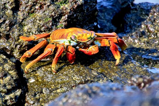Krabbe bilder – Bläddra bland 10,253 stockfoton, vektorer och videor ...