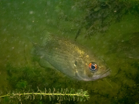Rock Bass