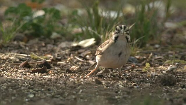 "Lark Sparrow" Images – Browse 114 Stock Photos, Vectors, and Video ...