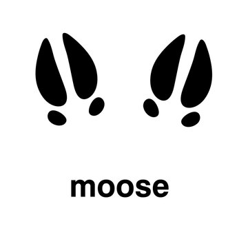 Moose Images – Browse 53,560 Stock Photos, Vectors, and Video | Adobe Stock