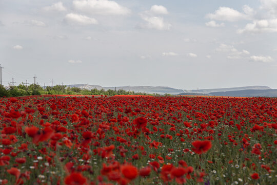 รูปภาพTaigan – เลือกดูภาพถ่ายสต็อก เวกเตอร์ และวิดีโอ611 | Adobe Stock