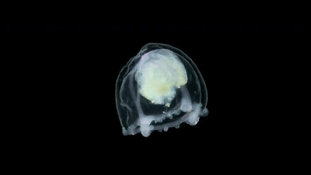 รูปภาพHydromedusa – เลือกดูภาพถ่ายสต็อก เวกเตอร์ และวิดีโอ127 | Adobe Stock