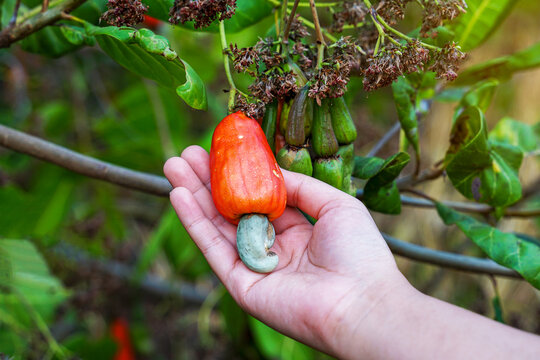 Snut Images – Browse 14 Stock Photos, Vectors, and Video | Adobe Stock