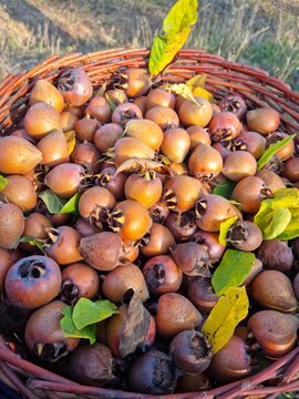 Imágenes de Musmula: descubre bancos de fotos, ilustraciones, vectores ...