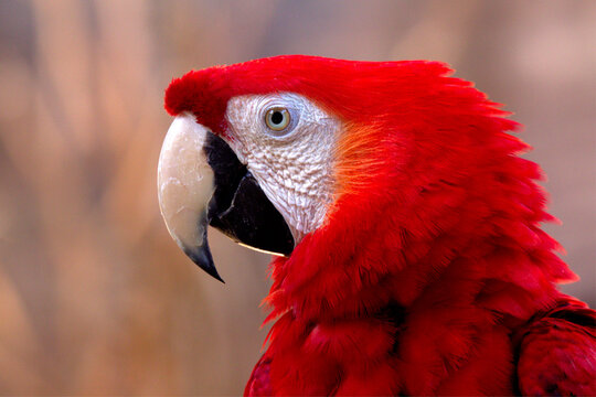 Aram Bilder – Durchsuchen 1,421 Archivfotos, Vektorgrafiken und Videos ...