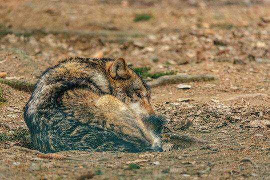 "Canis Lupus Lupus" Bilder – Durchsuchen 4,627 Archivfotos ...